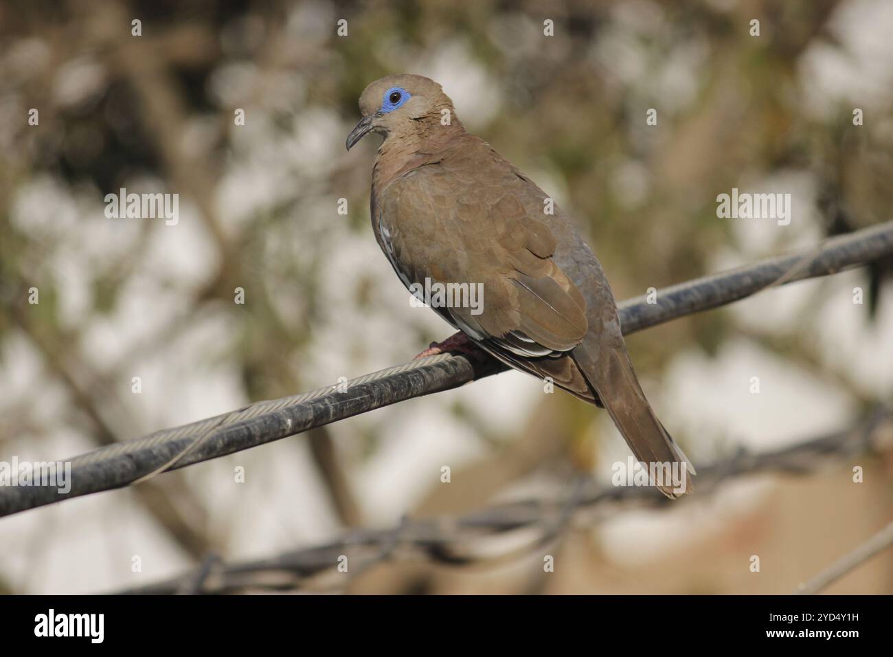 West Peruvian Dove (Zenaida meloda Stock Photo - Alamy