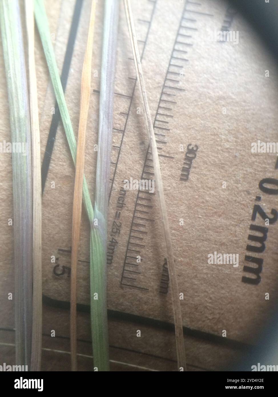 dwarf alkali grass (Puccinellia pumila Stock Photo - Alamy