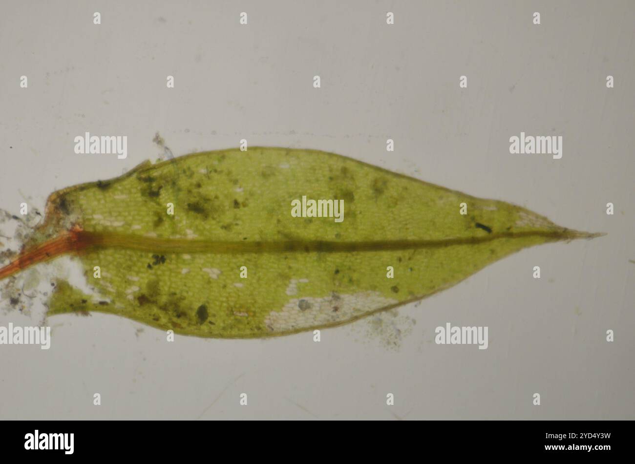 Long-leaved Thread Moss (Ptychostomum pseudotriquetrum Stock Photo - Alamy