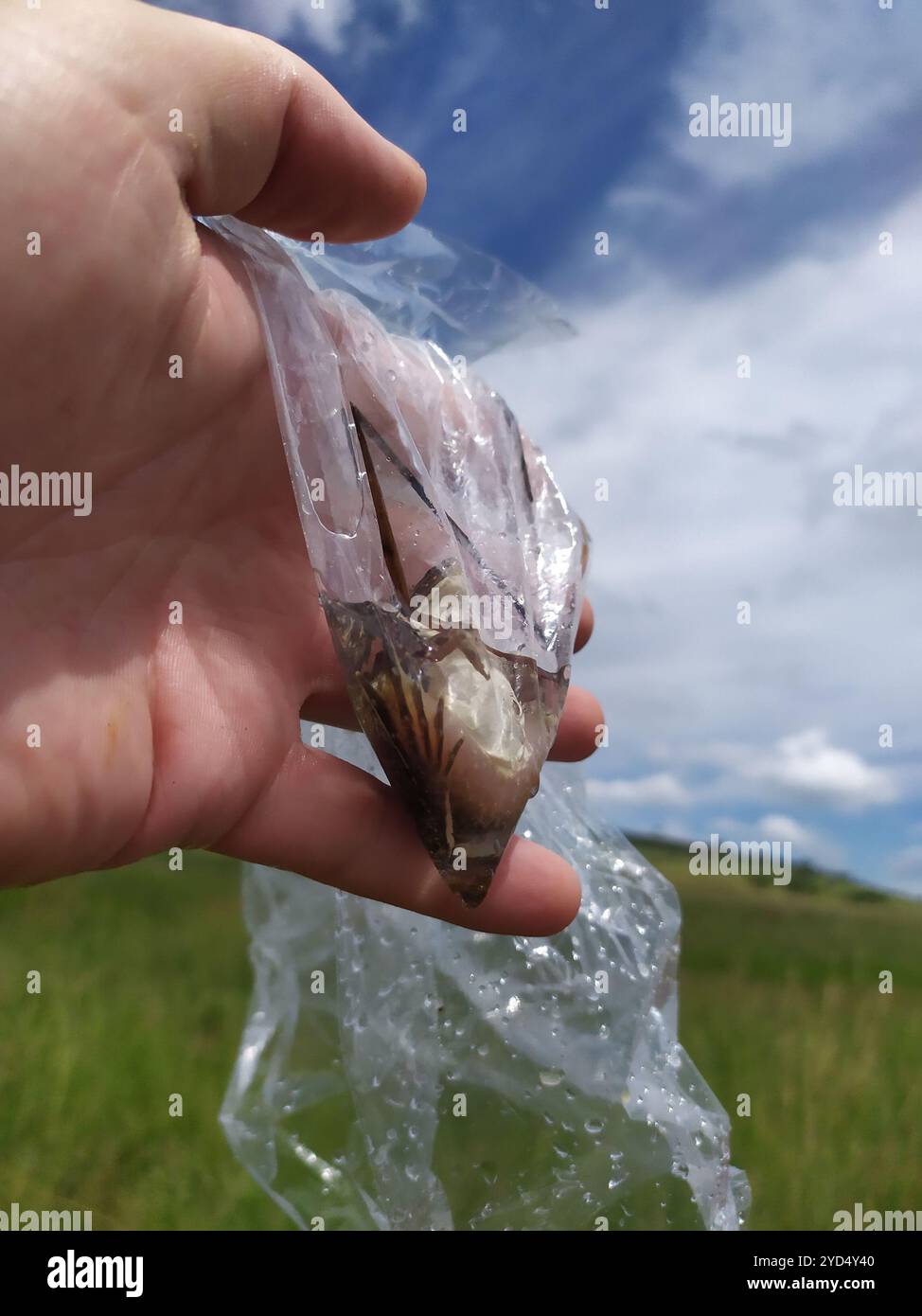 Common River Frog (Amietia delalandii Stock Photo - Alamy