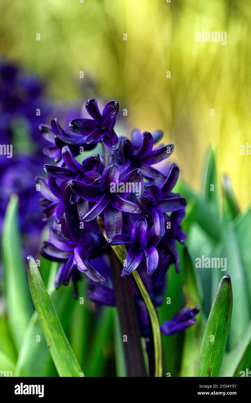 Dark blue purple flowers hi-res stock photography and images - Alamy