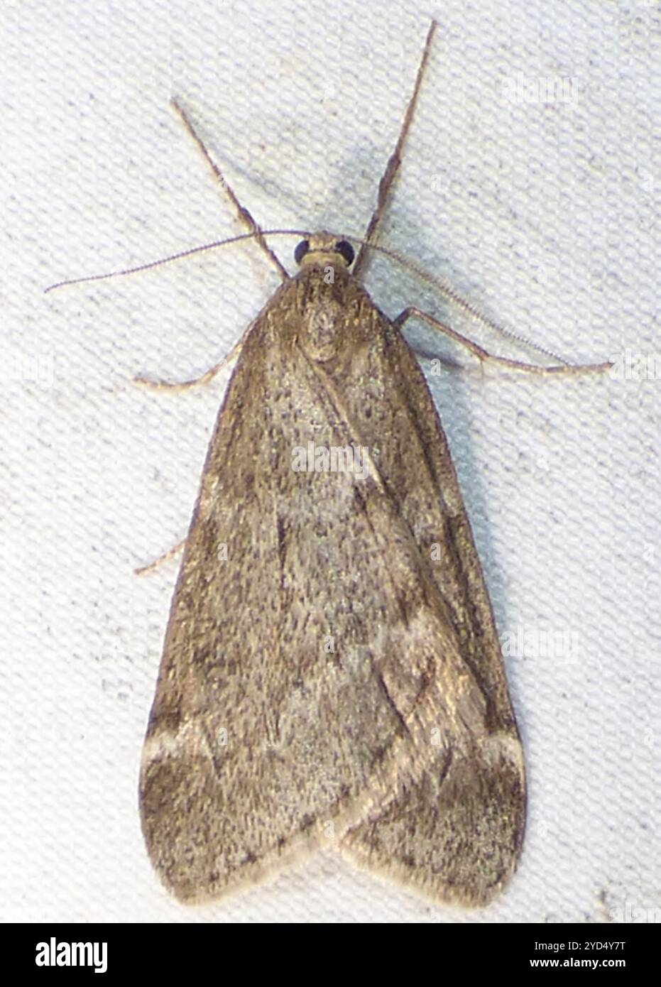 Fall Cankerworm Moth (Alsophila pometaria Stock Photo - Alamy