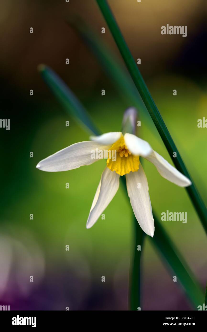 Narcissus amabilis hi-res stock photography and images - Alamy
