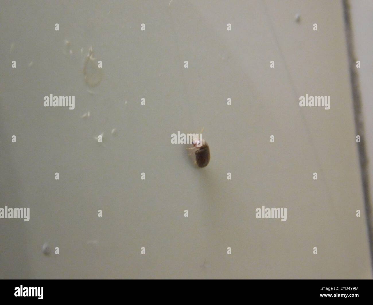 Deathwatch, Spider, and Wood-borer Beetles (Ptinidae Stock Photo - Alamy