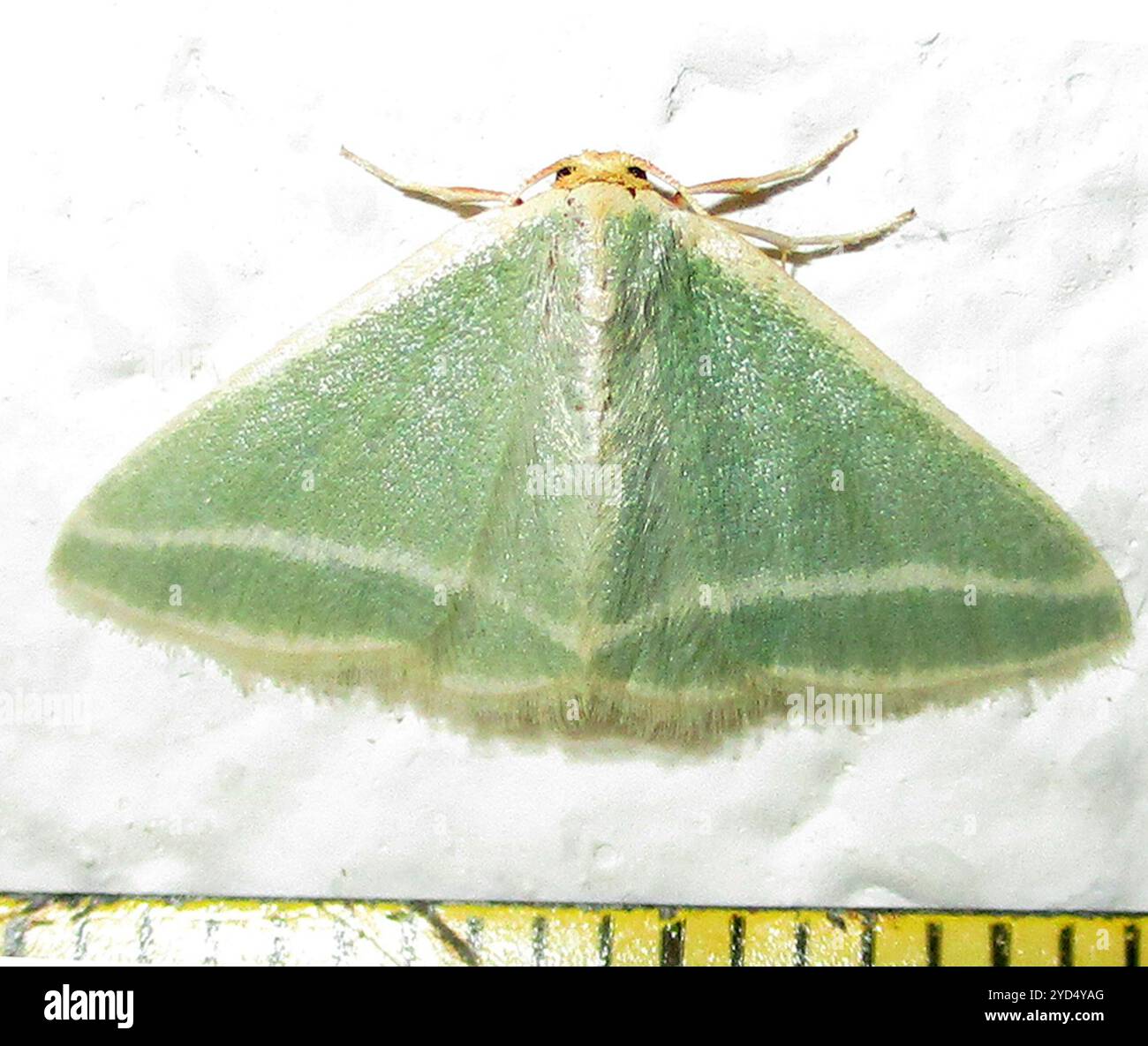 Geometer Moths (Geometridae Stock Photo - Alamy