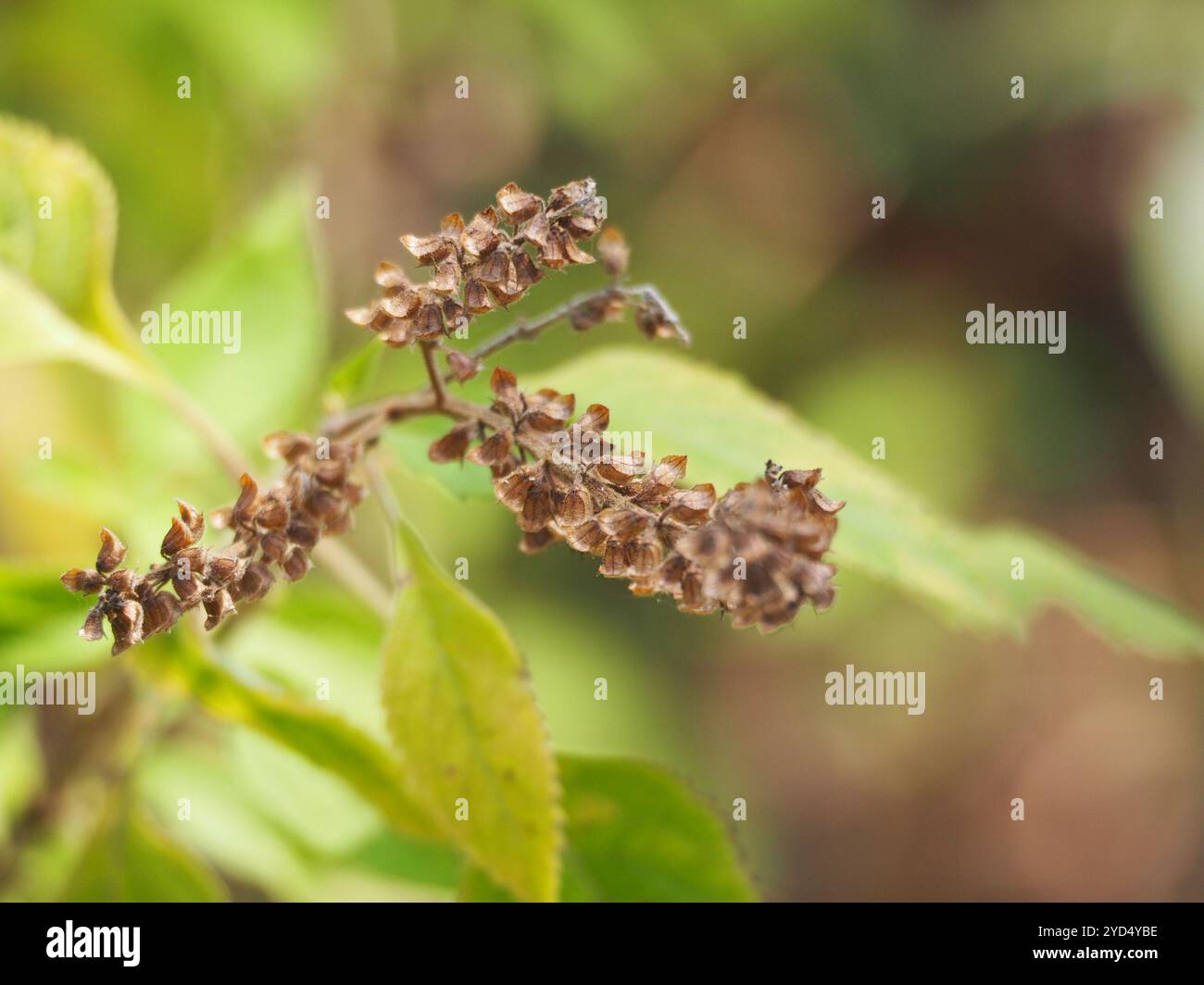 African Basil (Ocimum gratissimum Stock Photo - Alamy