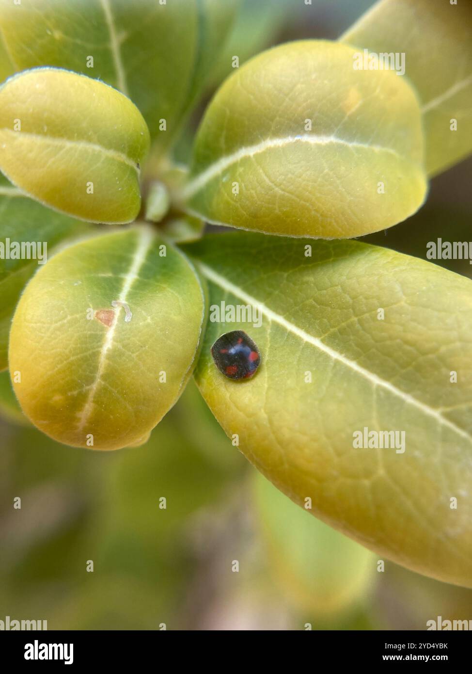 Vedalia Beetle (Novius cardinalis Stock Photo - Alamy