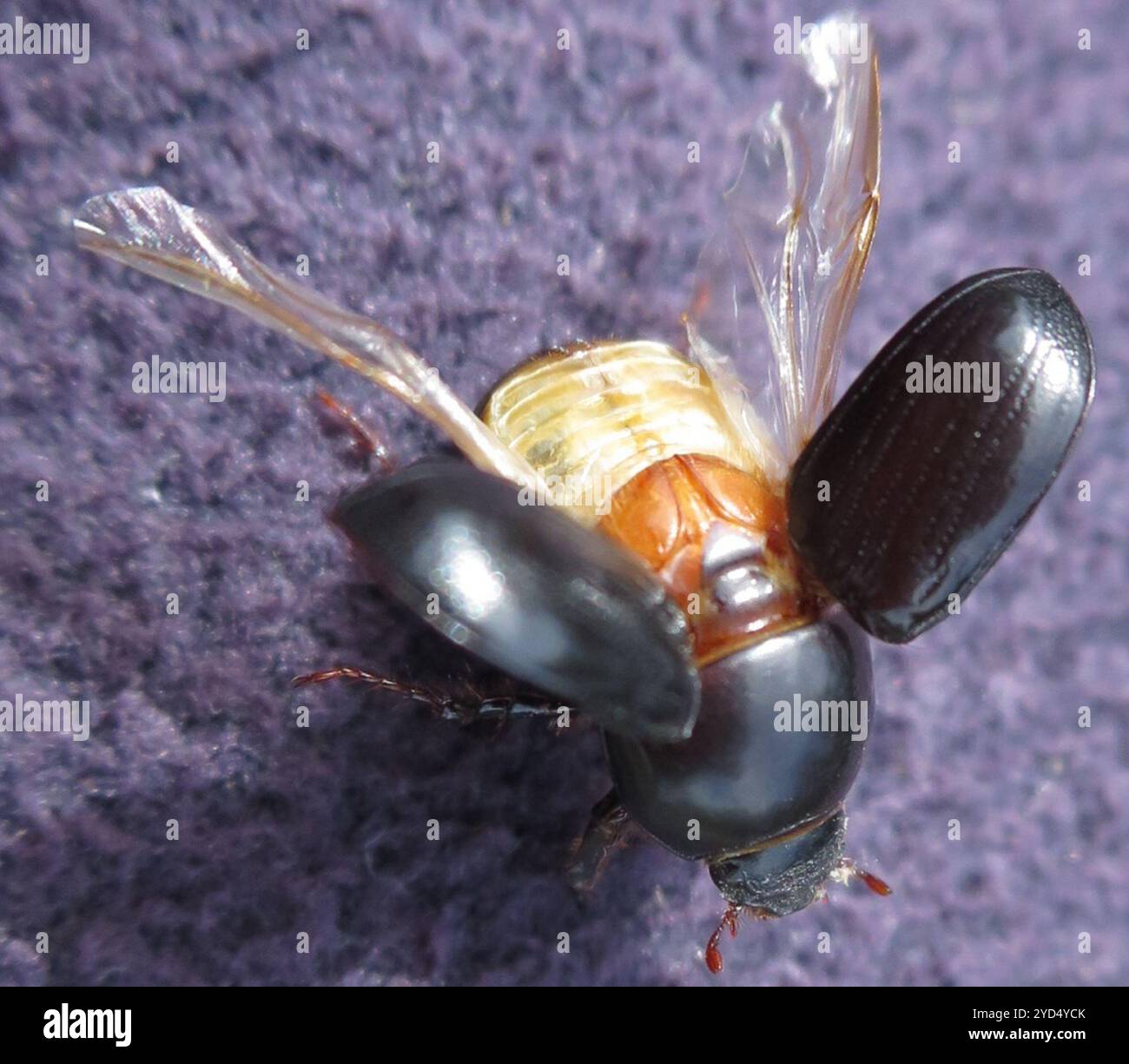 African Black Beetle (Heteronychus arator Stock Photo - Alamy