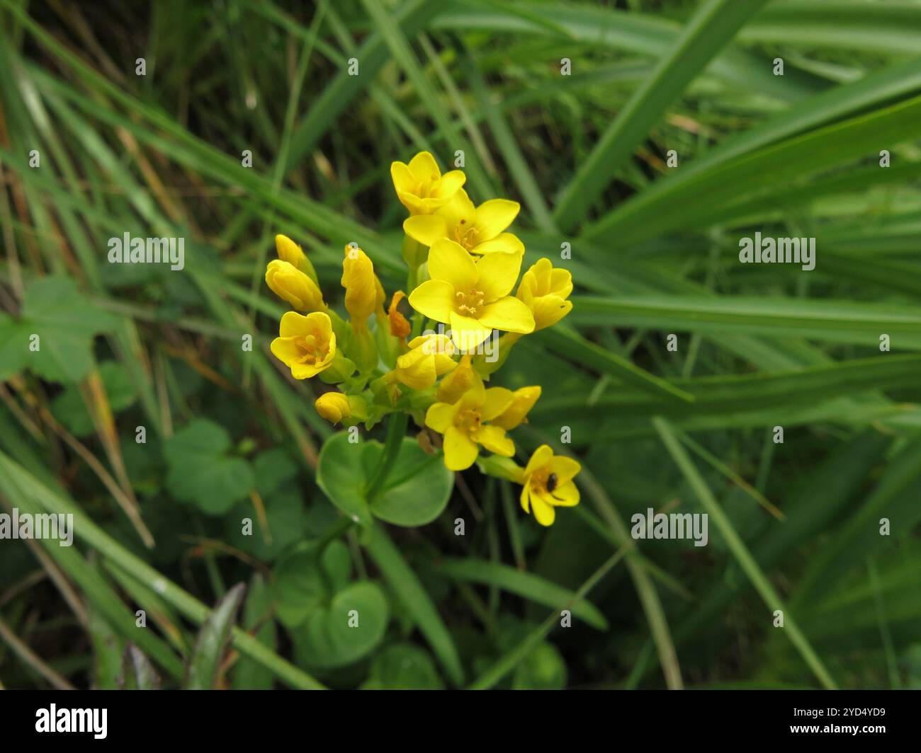 Stonecrop Yellowwort (Sebaea sedoides Stock Photo - Alamy