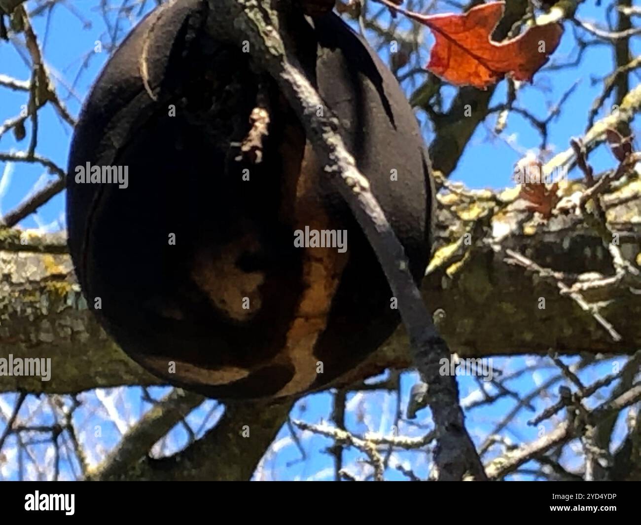 California Gall Wasp (Andricus quercuscalifornicus Stock Photo - Alamy
