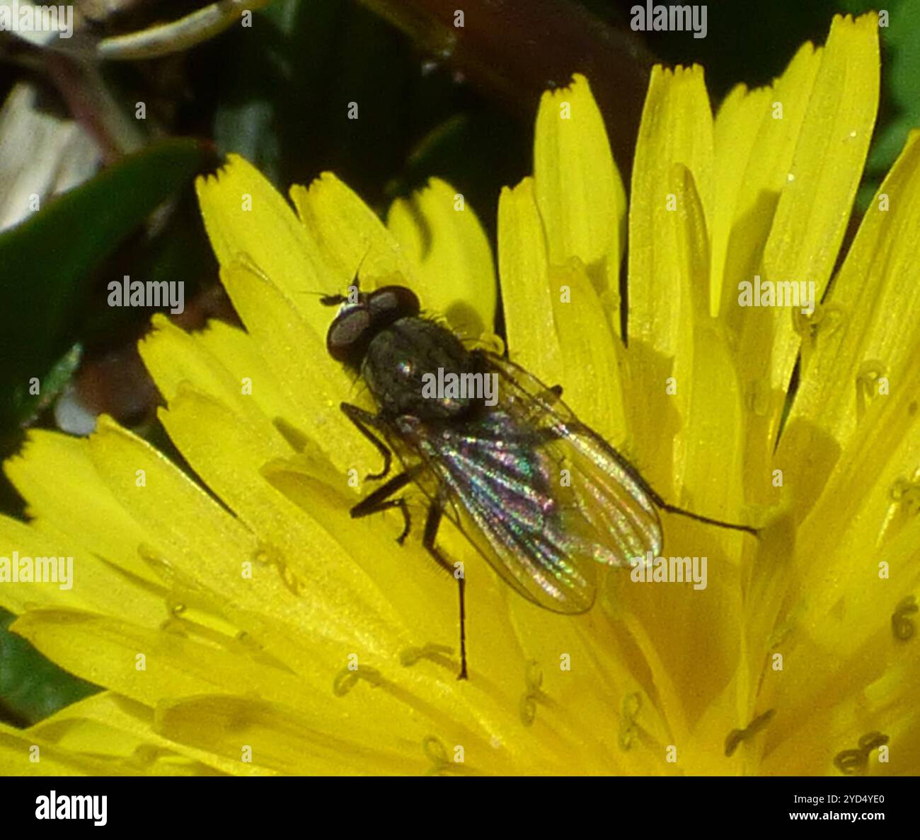 Cyclorrhaphan Flies (Cyclorrhapha Stock Photo - Alamy