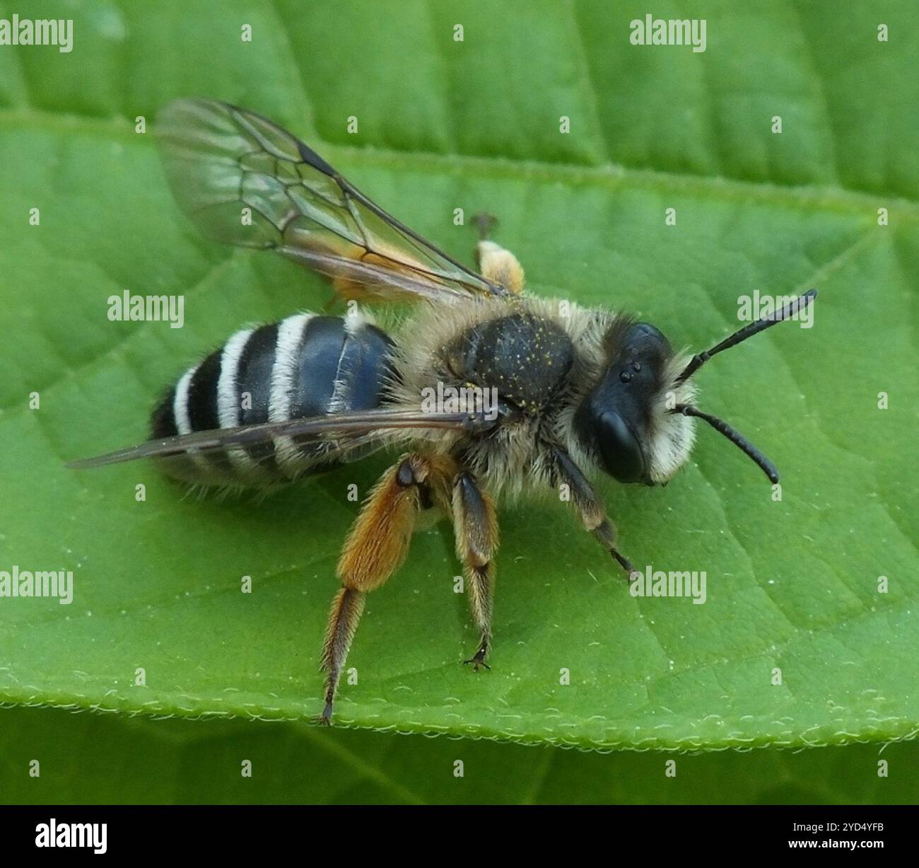 Yellow-legged Mining Bee (Andrena flavipes Stock Photo - Alamy