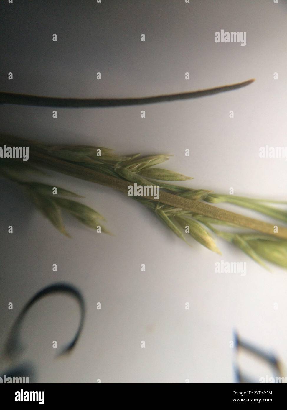 dwarf alkali grass (Puccinellia pumila Stock Photo - Alamy