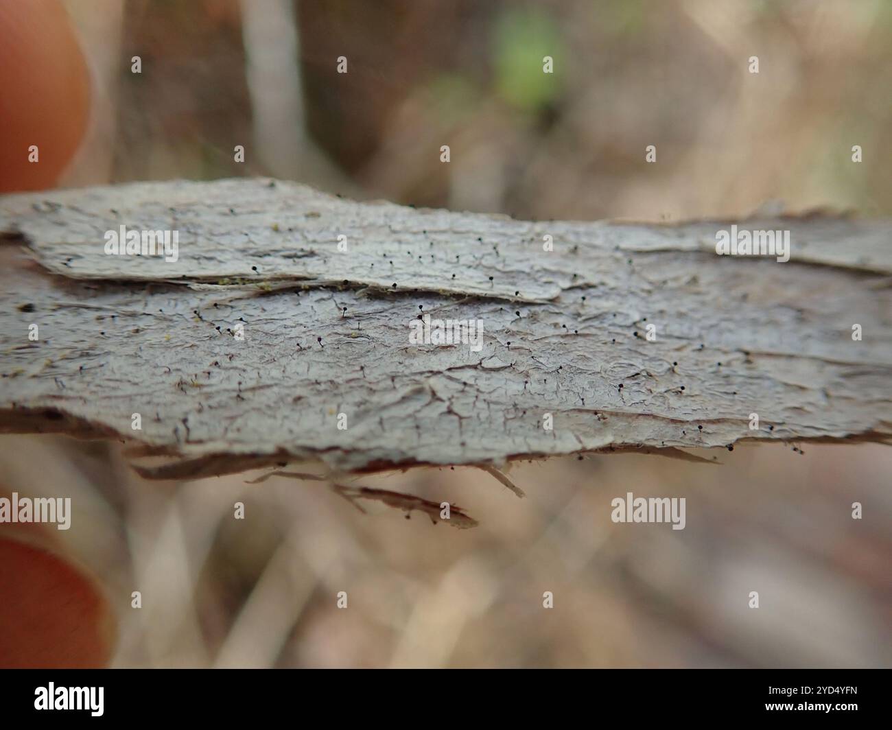 Subtile hi-res stock photography and images - Alamy