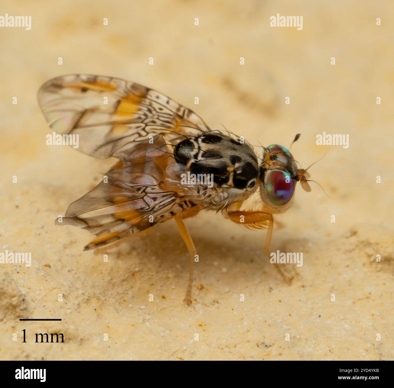 Mediterranean Fruit Fly (Ceratitis capitata Stock Photo - Alamy
