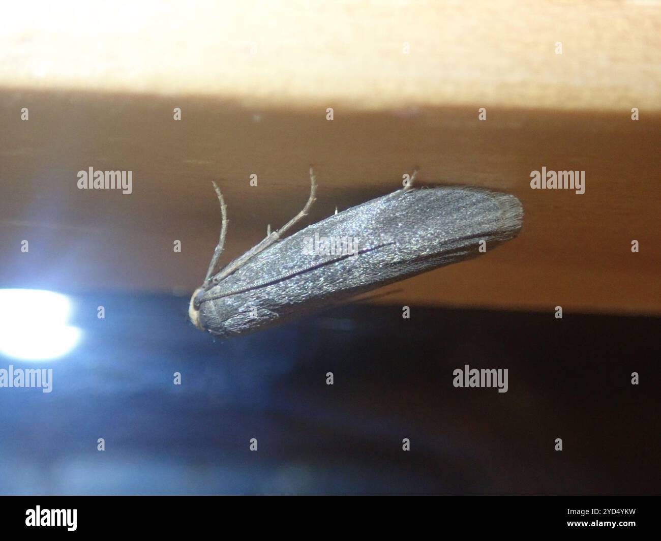Lesser Wax Moth (Achroia grisella Stock Photo - Alamy