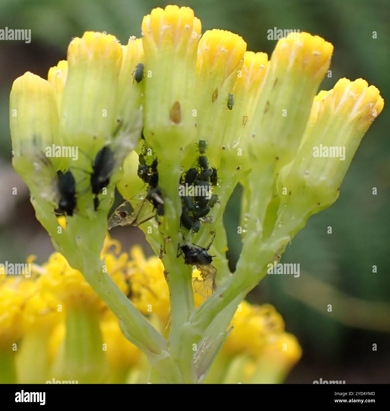 Scented Groundsel (Senecio odoratus Stock Photo - Alamy