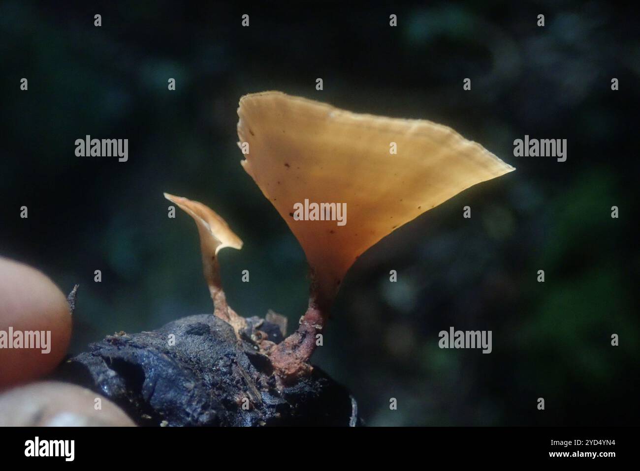 Wine Glass Fungus (Podoscypha petalodes Stock Photo - Alamy