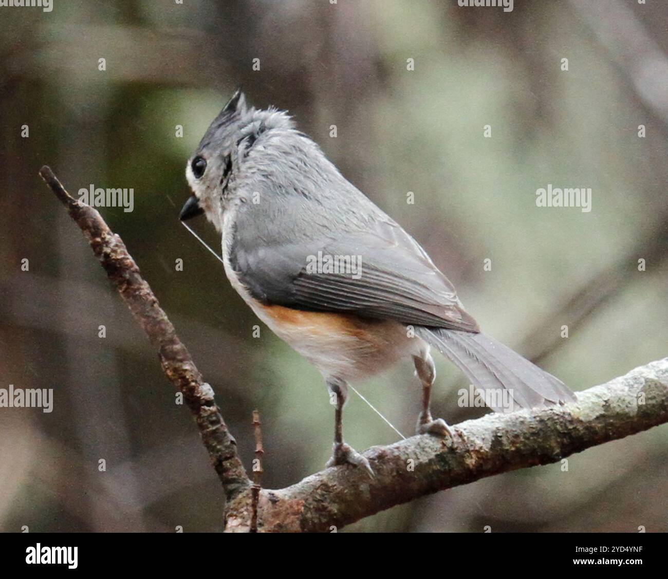 Tufted Titmouse (Baeolophus bicolor Stock Photo - Alamy