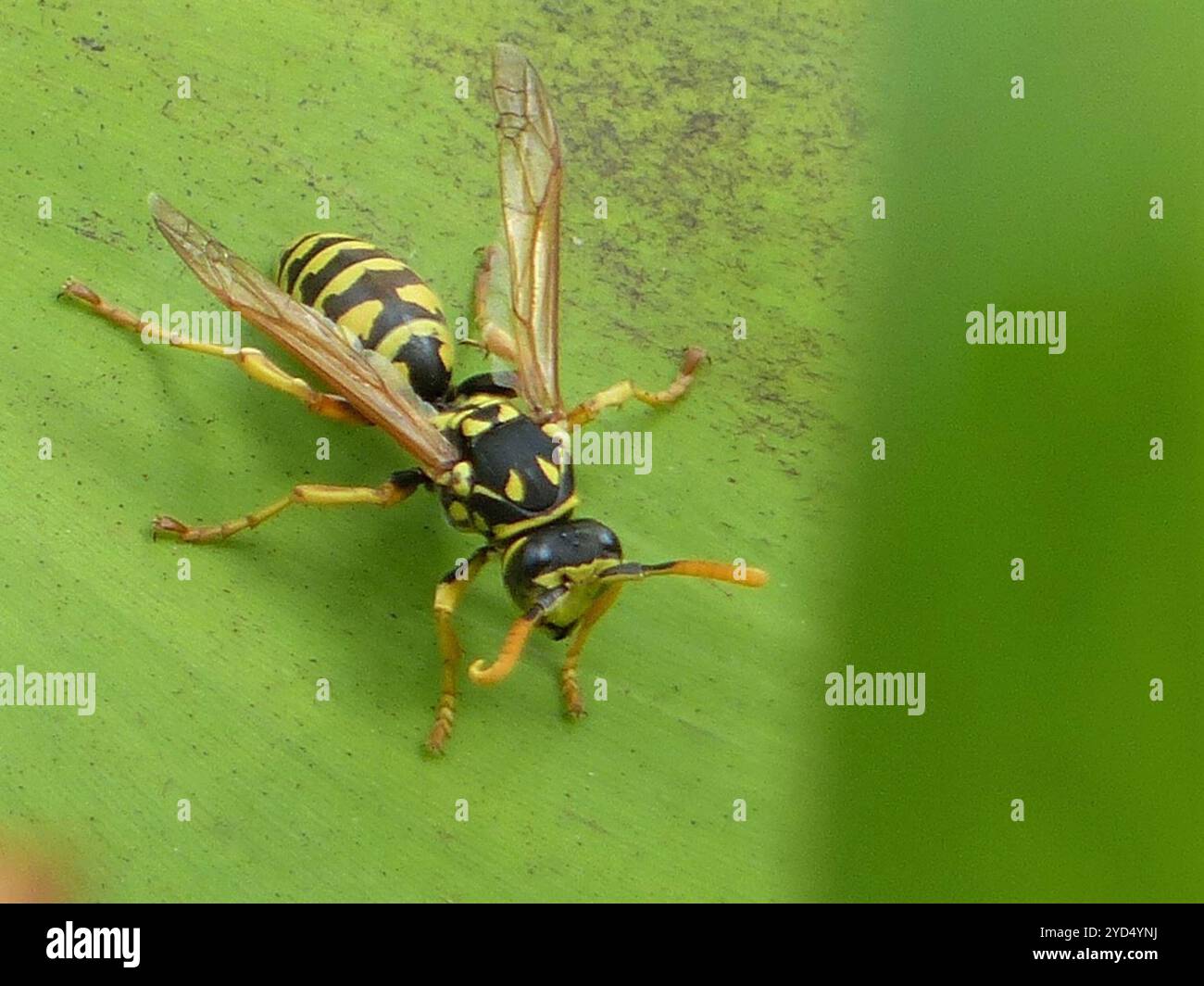 European Paper Wasp (Polistes dominula Stock Photo - Alamy