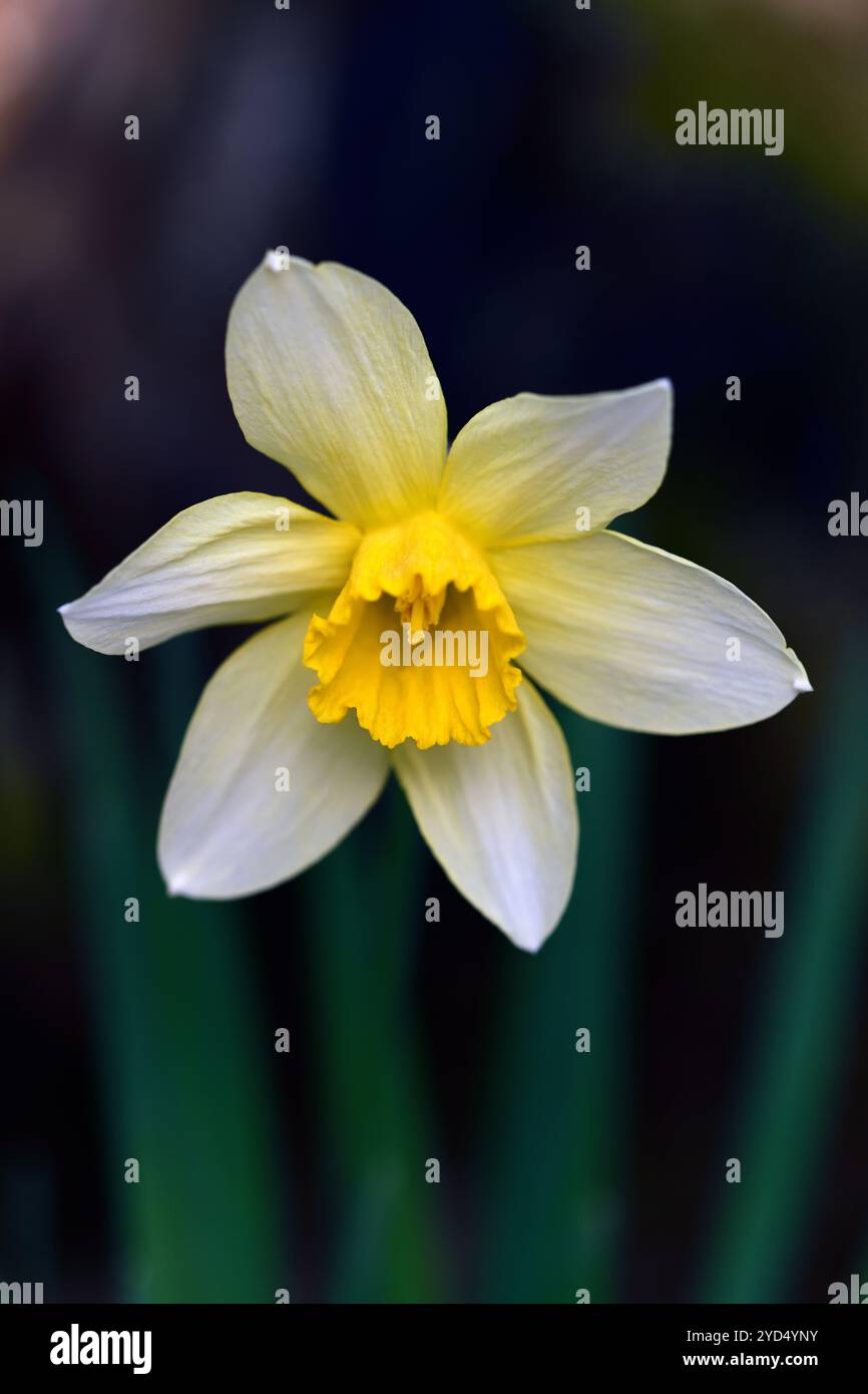 narcissus midtown brigadier,golden yellow perianth,milky white flowers ...