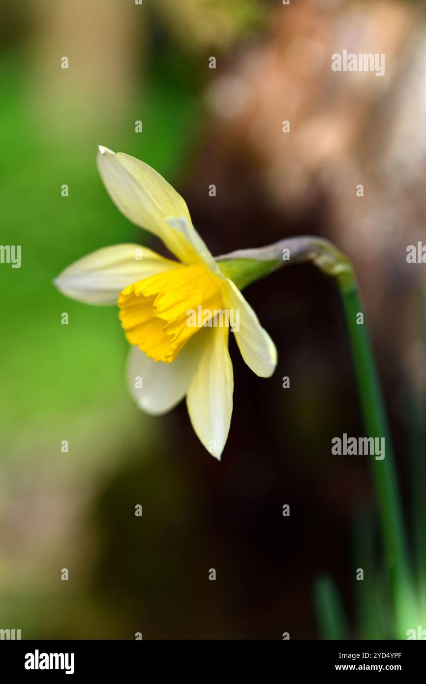 narcissus midtown brigadier,golden yellow perianth,milky white flowers ...
