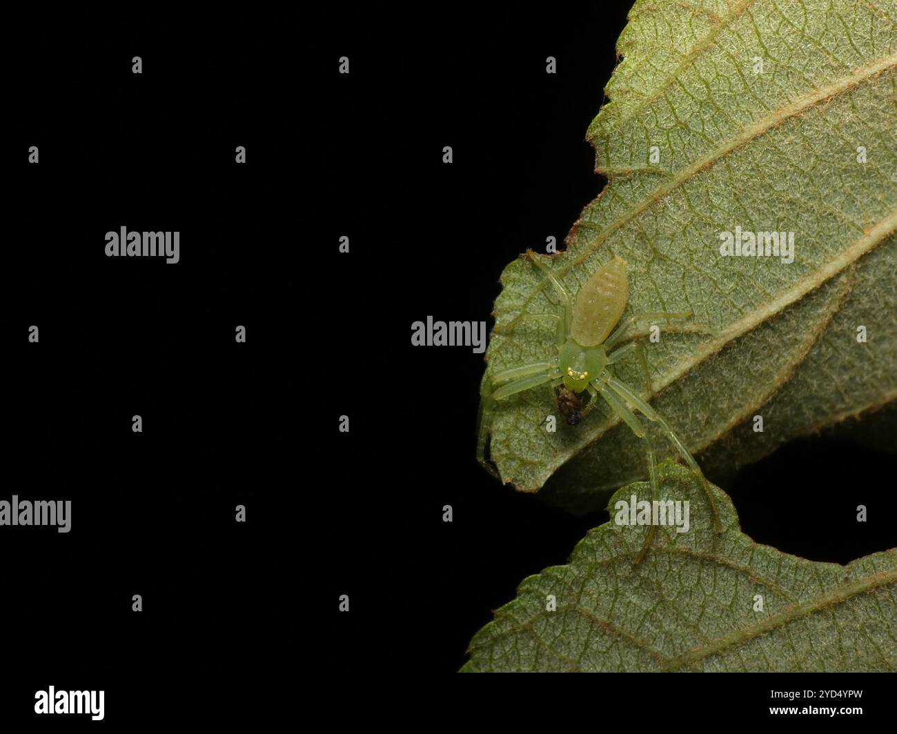 Green Grass Crab Spiders (Oxytate Stock Photo - Alamy