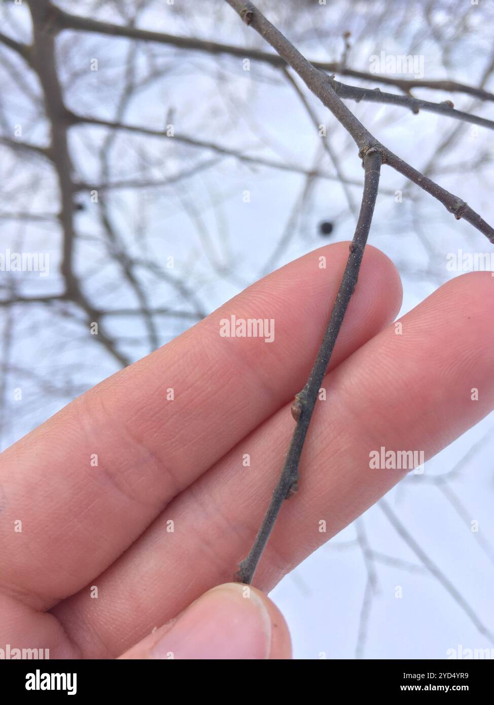 Dwarf Hackberry (Celtis tenuifolia Stock Photo - Alamy