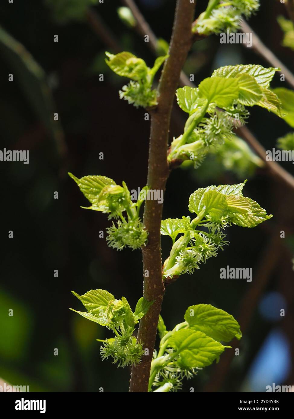 Korean mulberry (Morus indica Stock Photo - Alamy