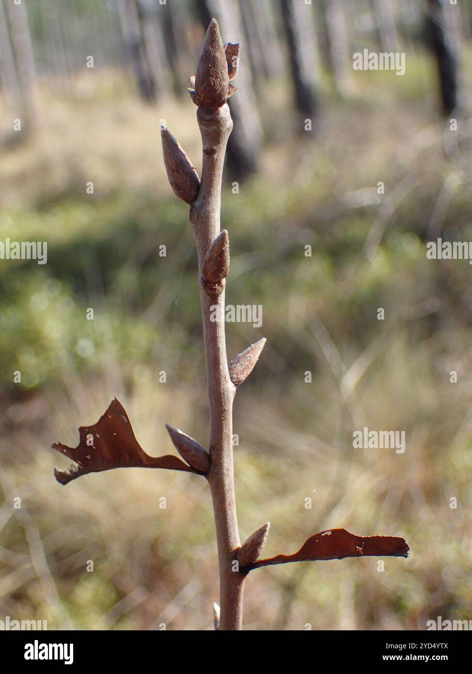 American turkey oak (Quercus laevis Stock Photo - Alamy