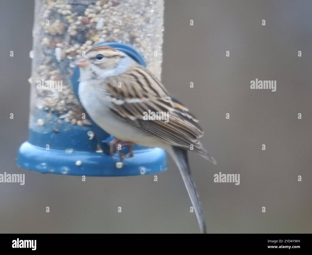 Chipping Sparrow (Spizella passerina Stock Photo - Alamy