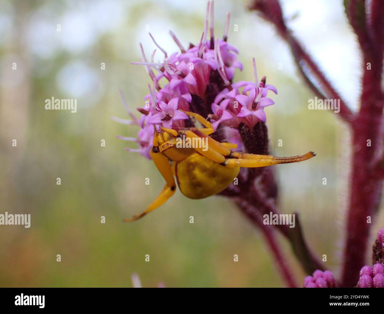 White-banded Crab Spider (Misumenoides formosipes Stock Photo - Alamy