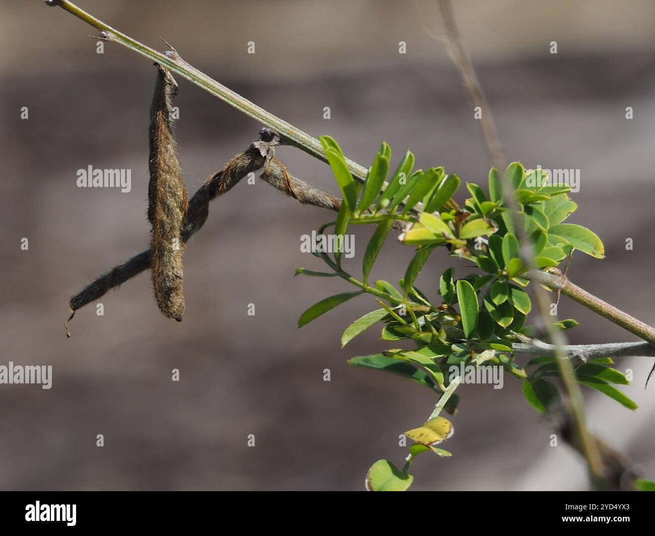 South African hoarypea (Tephrosia noctiflora Stock Photo - Alamy