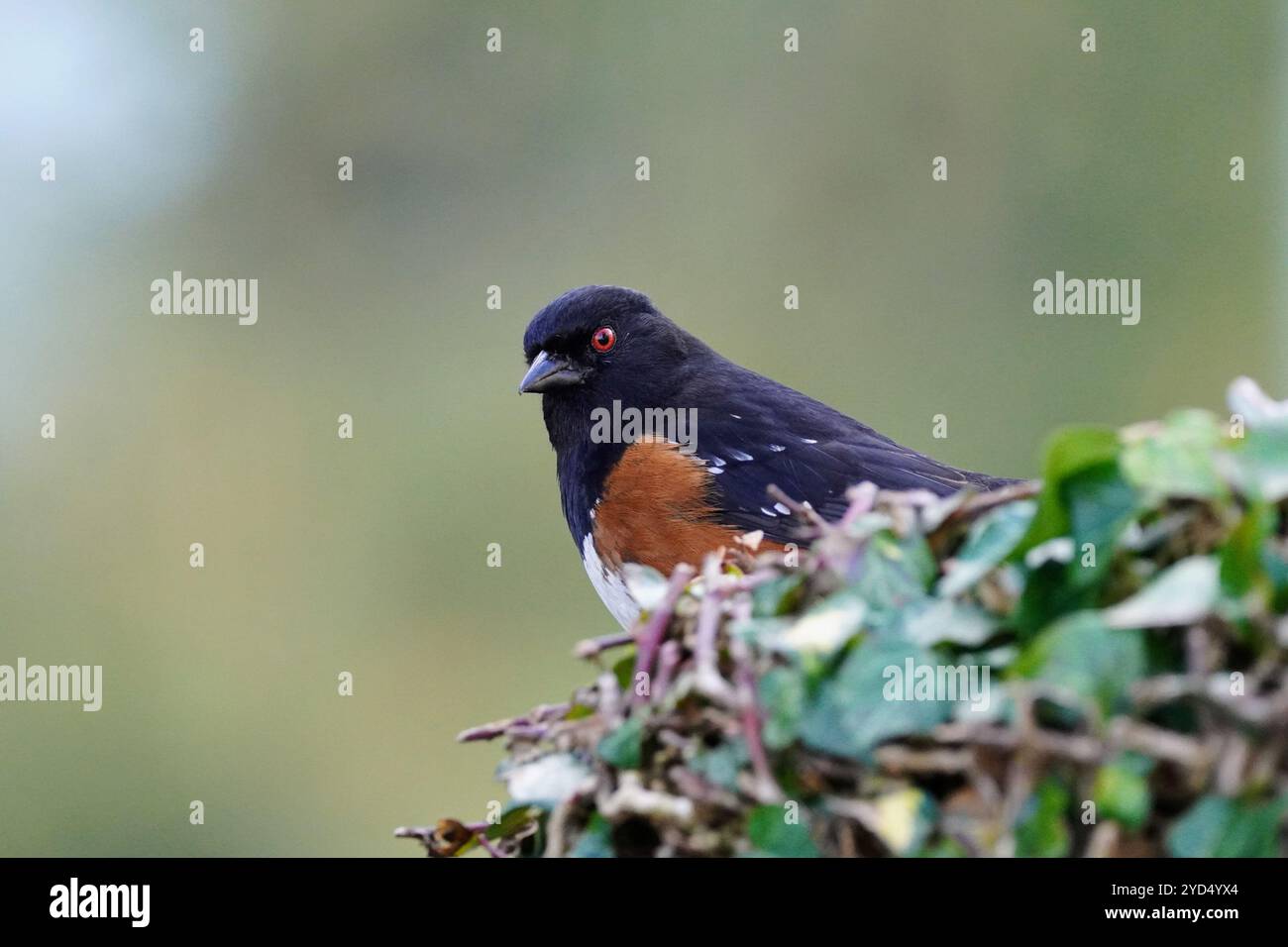 Spotted Towhee (Pipilo maculatus Stock Photo - Alamy