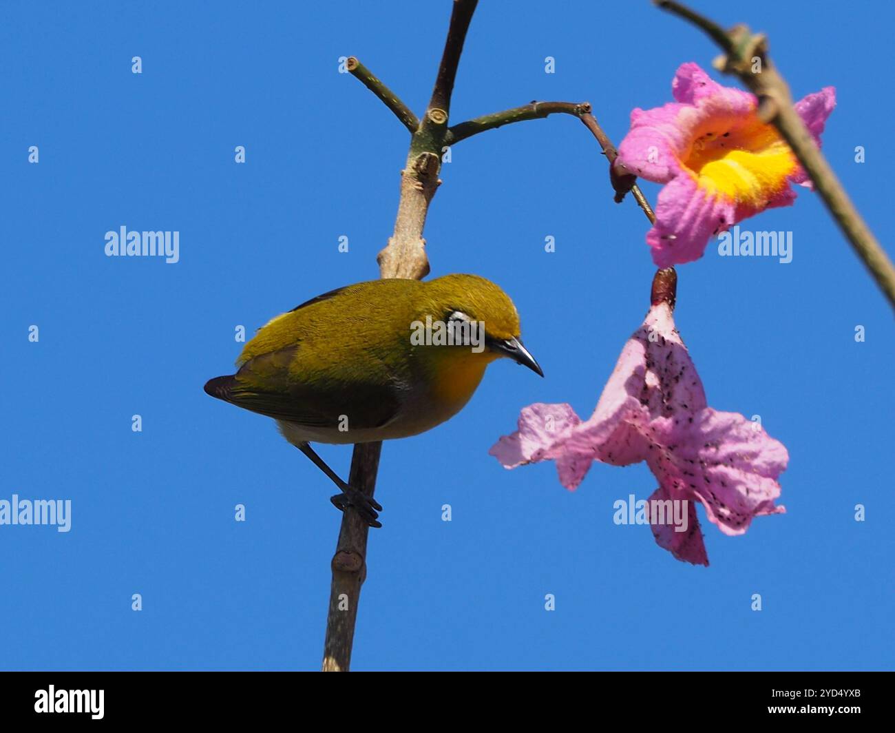 Zosterops simplex hi-res stock photography and images - Alamy