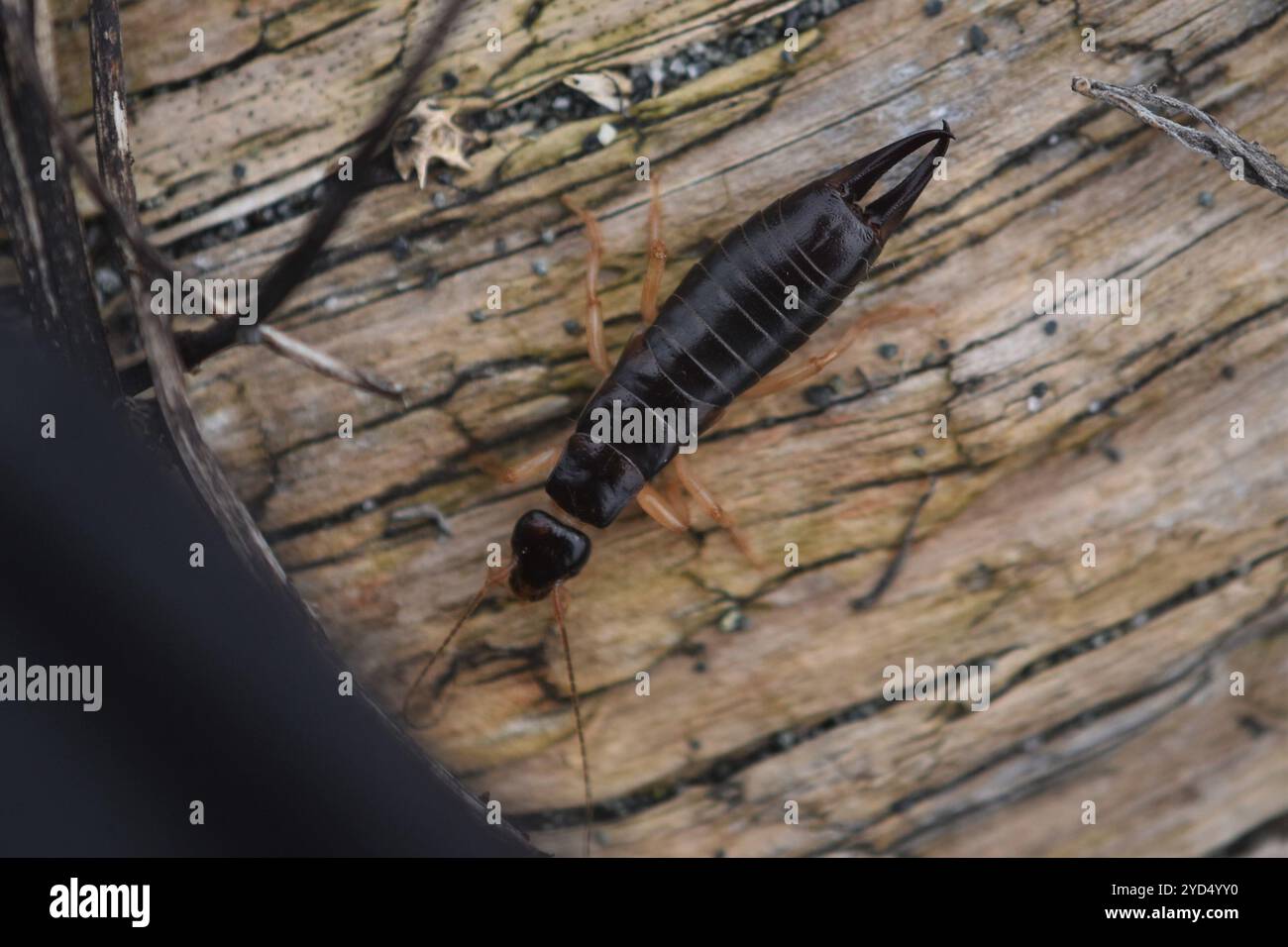 Maritime Earwig (Anisolabis maritima Stock Photo - Alamy