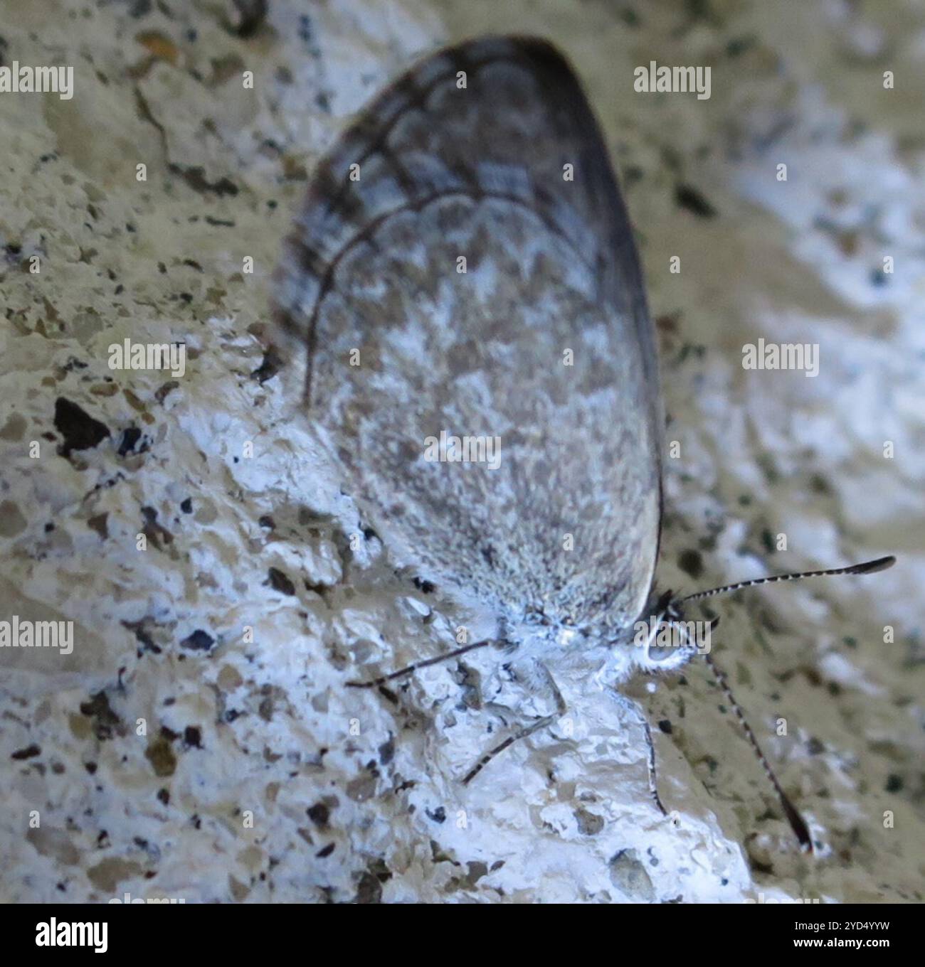 Common Grass-blue (Zizina otis labradus Stock Photo - Alamy