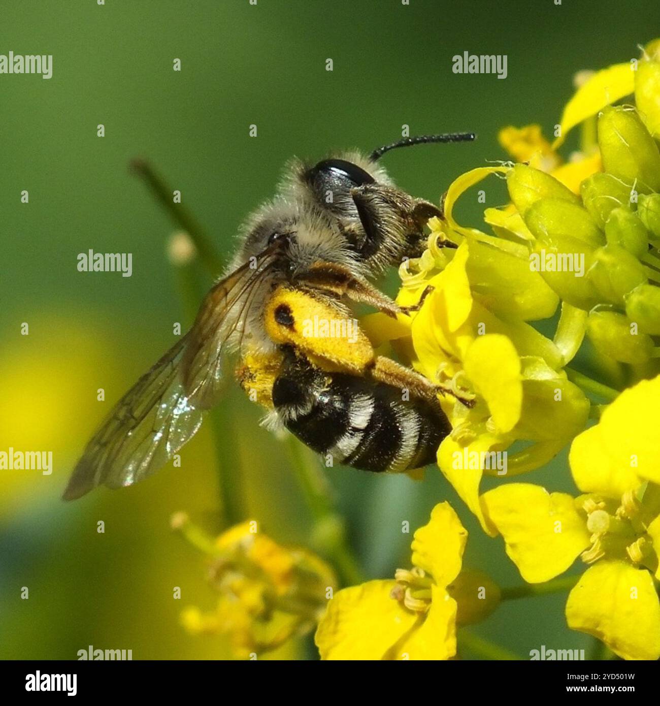 Mining Bees (Andrena Stock Photo - Alamy