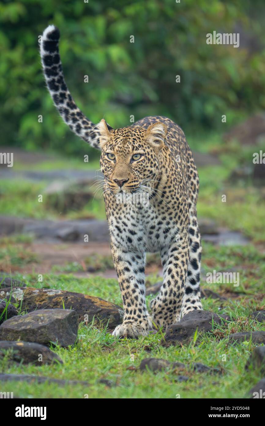 Female leopard walks towards camera lifting tail Stock Photo - Alamy