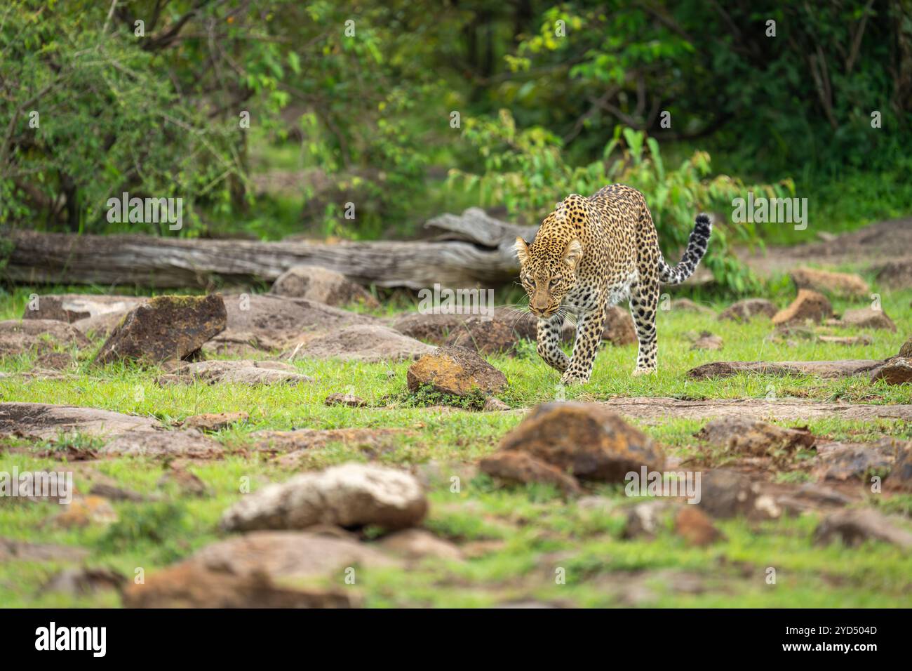 Female leopard walks through rocks lowering head Stock Photo - Alamy
