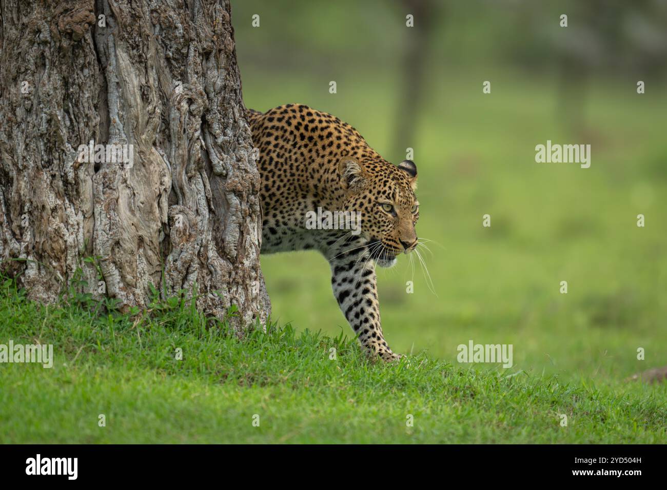 Female leopard walks out from behind tree Stock Photo - Alamy