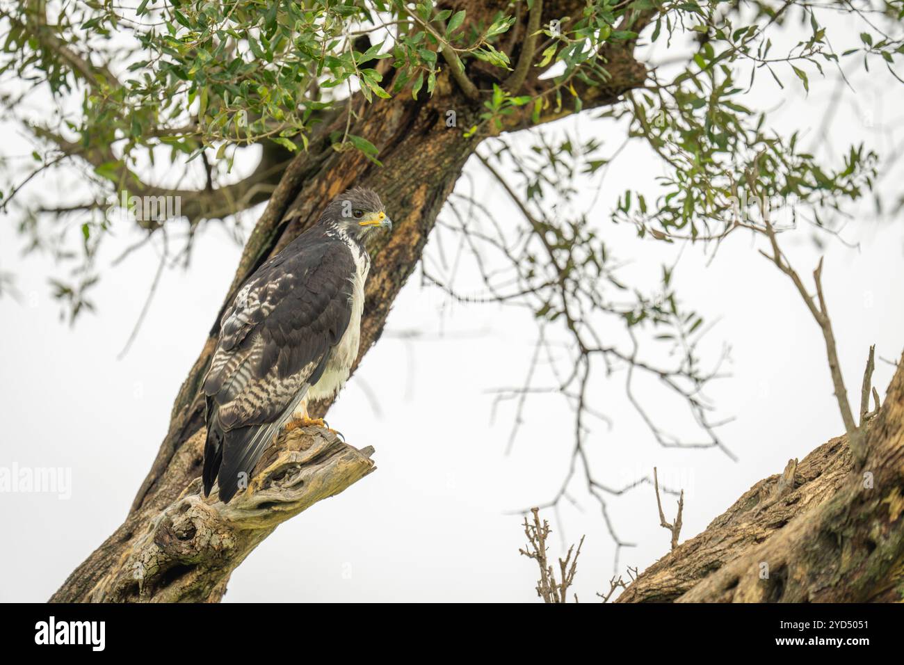 Great sparrowhawk in profile on broken branch Stock Photo - Alamy