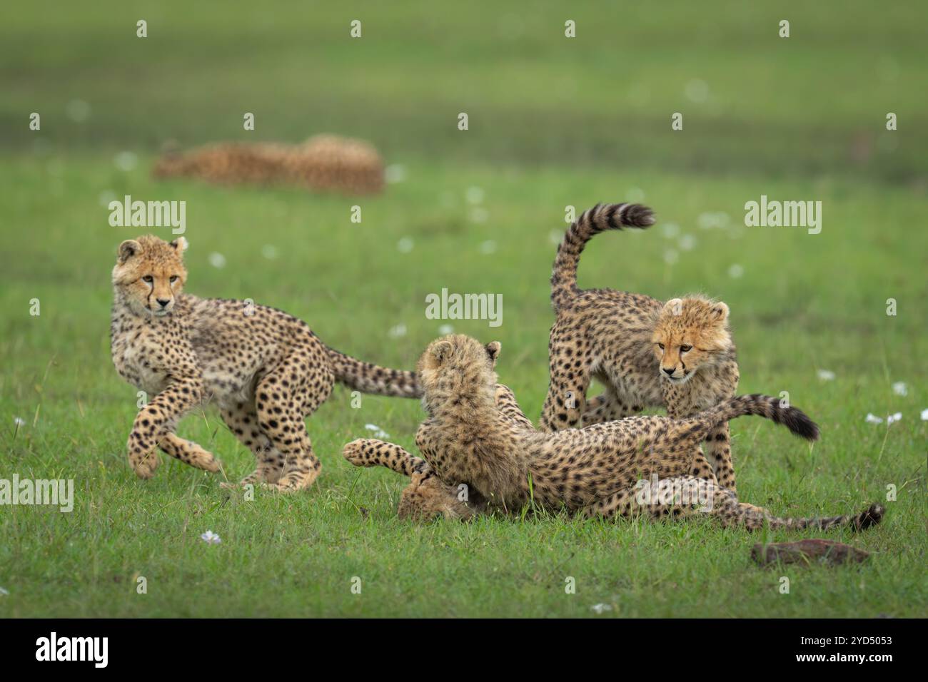 Four cheetah cubs play fight on grass Stock Photo - Alamy