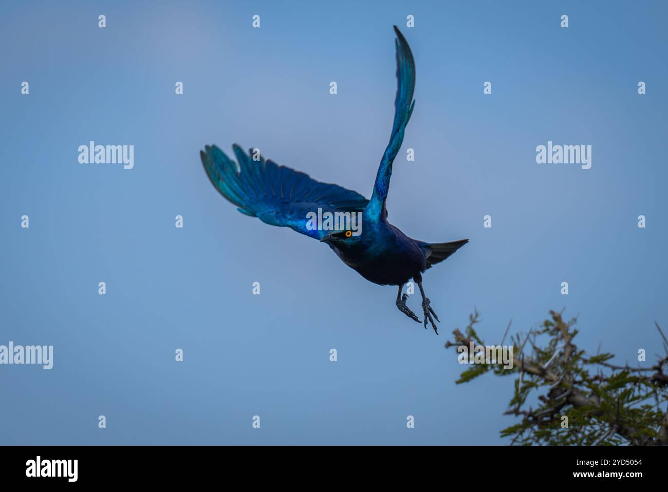Greater blue-eared starling takes off from thornbush Stock Photo - Alamy