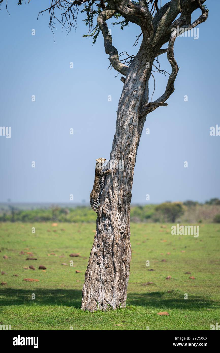 Boscia hi-res stock photography and images - Alamy