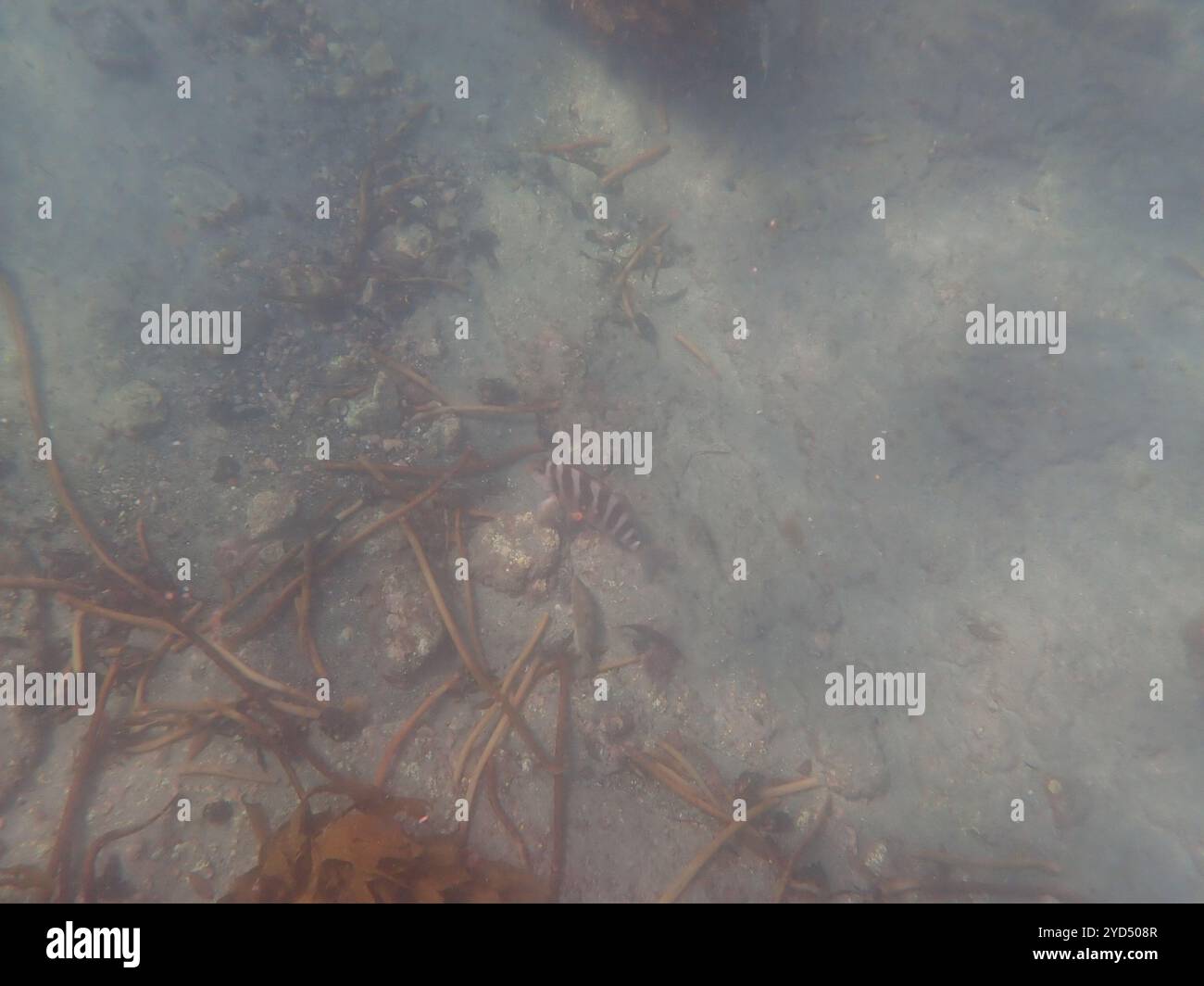 Banded Morwong (Chirodactylus spectabilis Stock Photo - Alamy