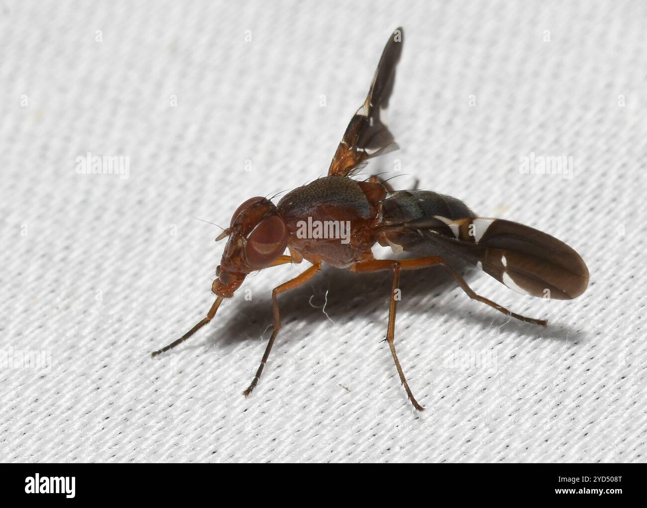 Common Picture-winged Fly (Delphinia picta Stock Photo - Alamy
