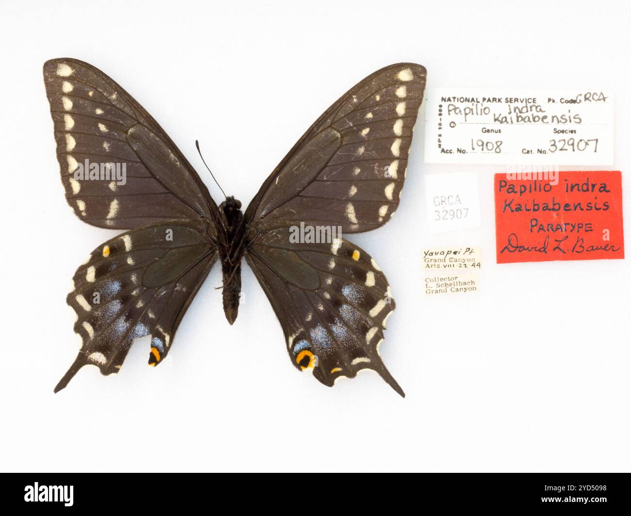 Indra Swallowtail (Papilio indra Stock Photo - Alamy