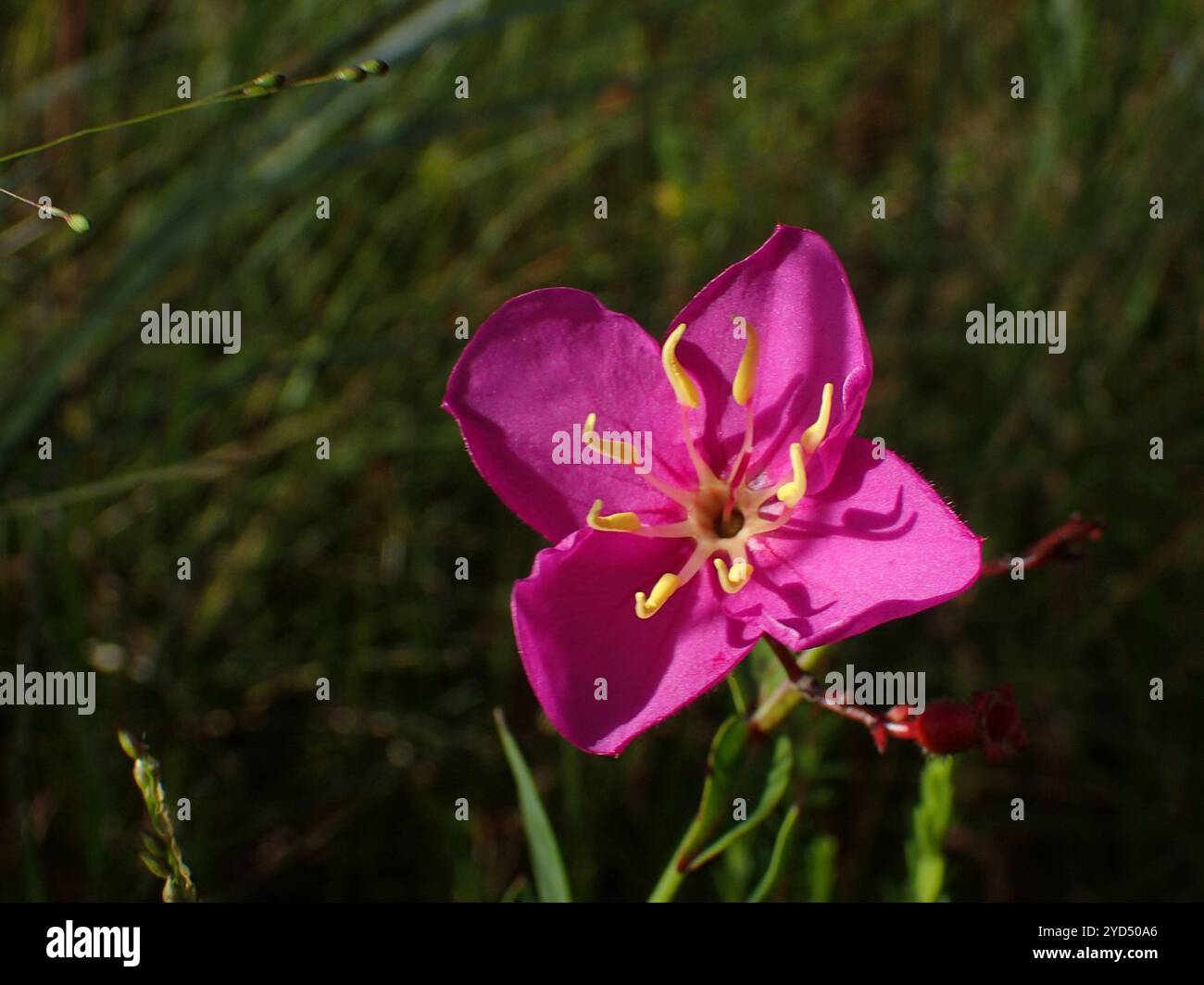 Savannah meadowbeauty (Rhexia alifanus Stock Photo - Alamy