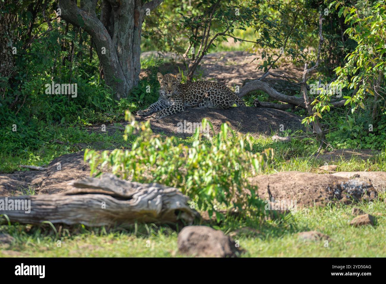 Leopard cub lies in bushes by tree Stock Photo - Alamy